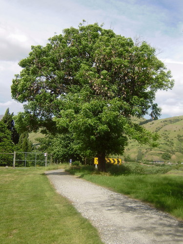 Nuin: Ash (Ogham - AODA) · iNaturalist