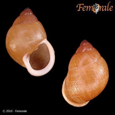 Partula crassilabris · NaturaLista Colombia