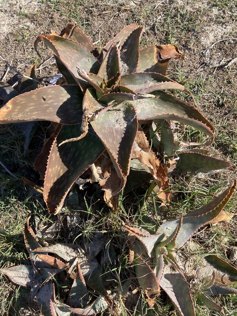 spotted aloe hybrid from Beach Road, Muizenberg, WC, ZA on May 1, 2021 ...