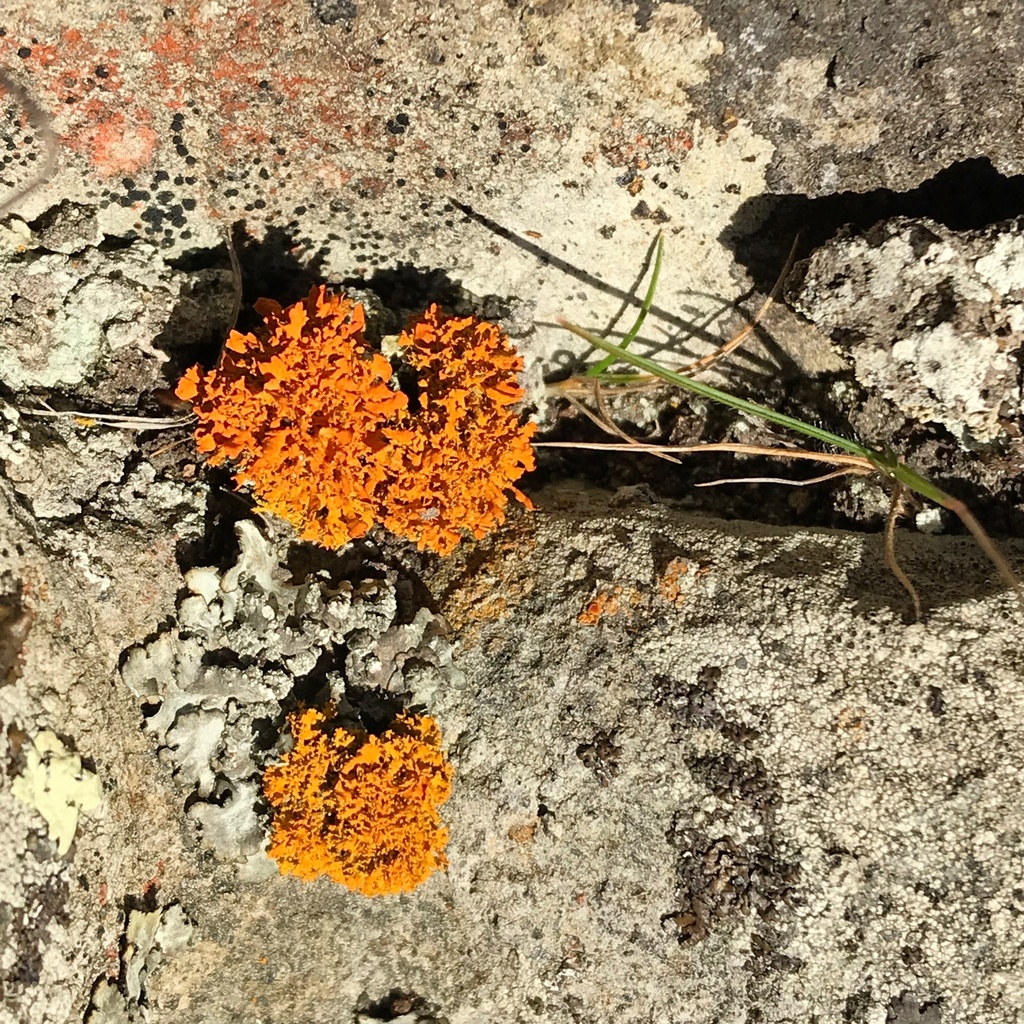 Xanthorioideae from Summit Road, Tai Tapu, Canterbury, NZ on May 01 ...
