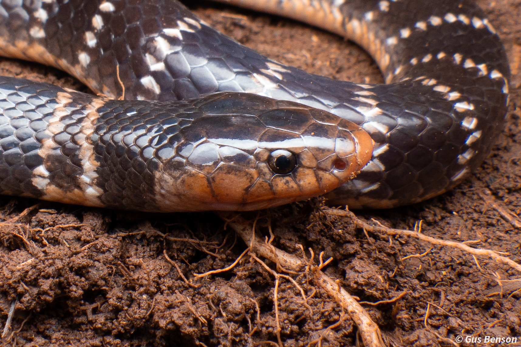 Elapsoidea sundevallii sundevallii