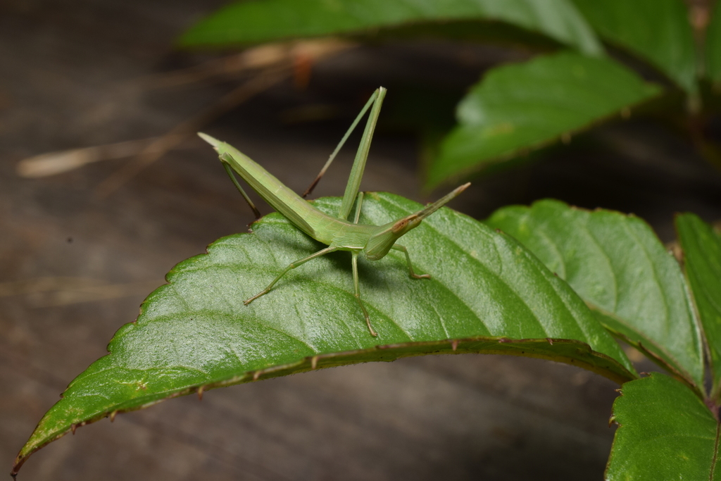 Oriental Longheaded Locust from 日本、〒783-0093 高知県南国市物部 高知大学物部キャンパス on ...