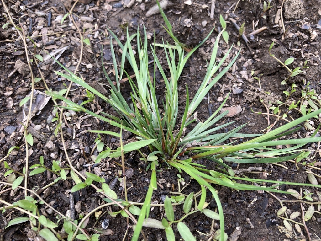 Fringe Rush from 金山區, TW on May 01, 2021 at 12:51 PM by huangpohsun ...