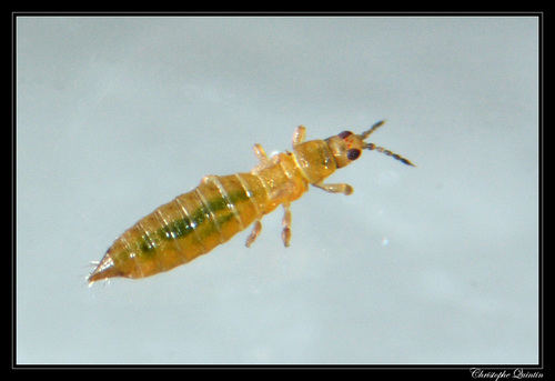 American Grass Thrip (Anaphothrips obscurus) · iNaturalist