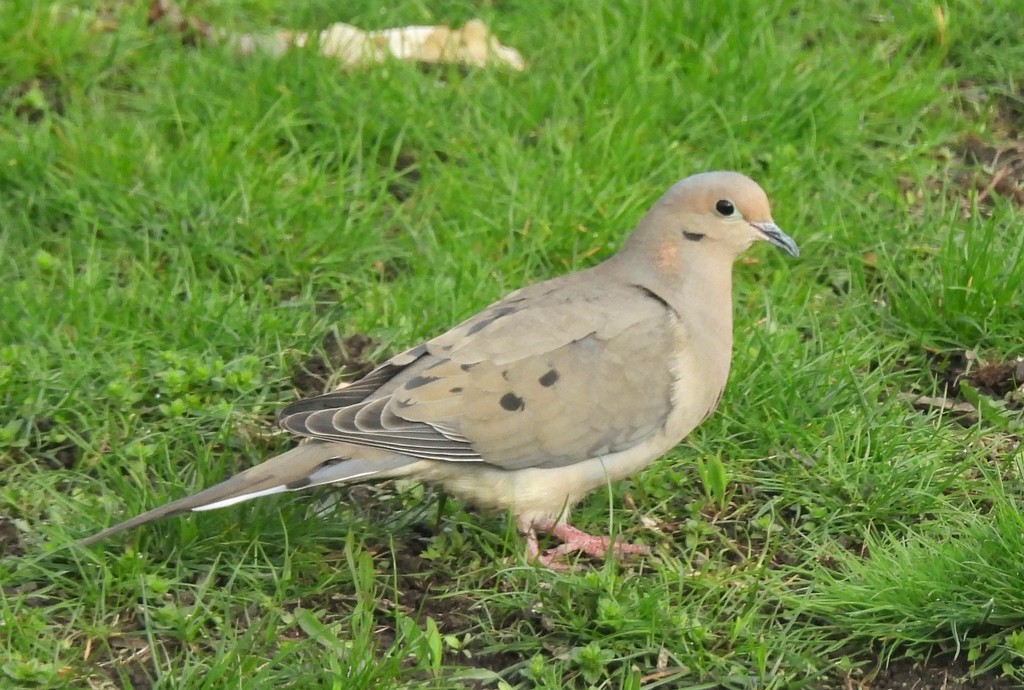 Mourning Dove from Grove Park Dr, Burlington, ON L7T 2H1, Canada on ...