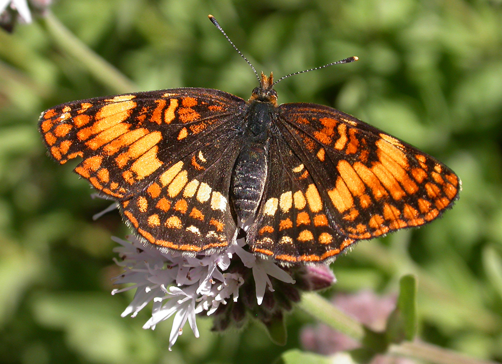 Hoffmann's Checkerspot (OREGON: Rogue Valley, Klamath Basin, Crater ...