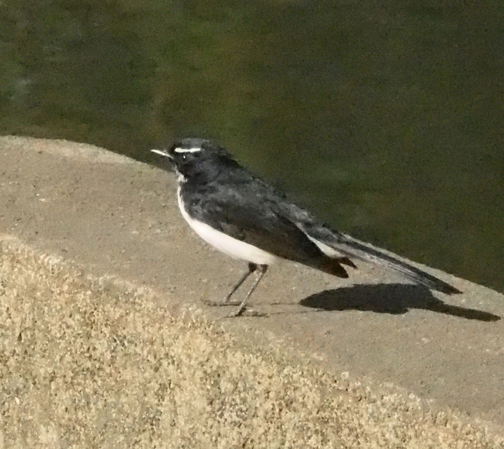 Willie Wagtail from Lane Cove National Park, Sydney NSW, Australia on ...