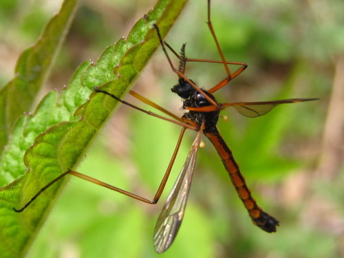 Tanyptera parva · iNaturalist