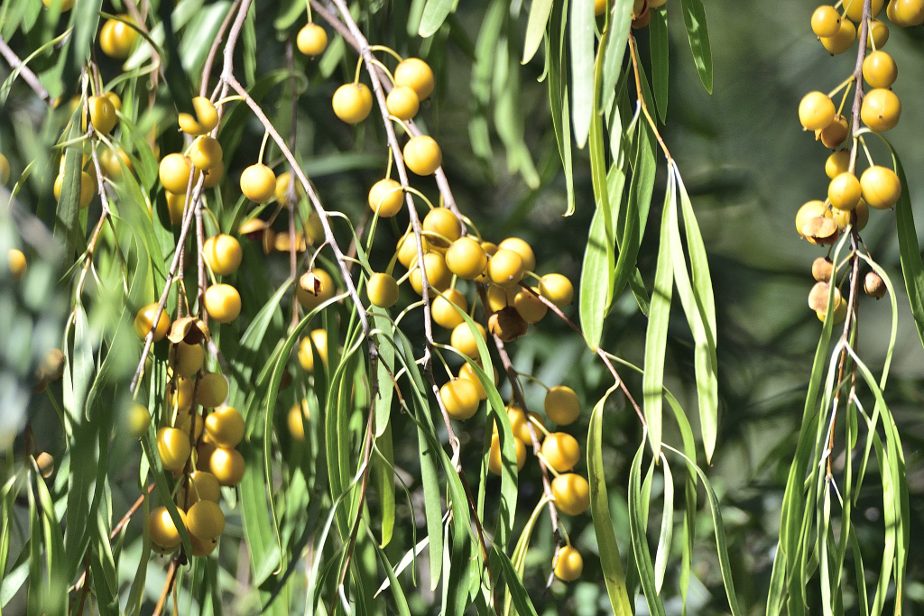 Native apricot from Gunneemooroo Trail, Tonderburine NSW 2828 ...