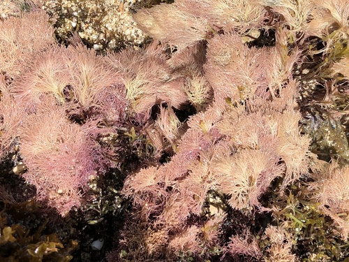 Jania subulata · iNaturalist United Kingdom