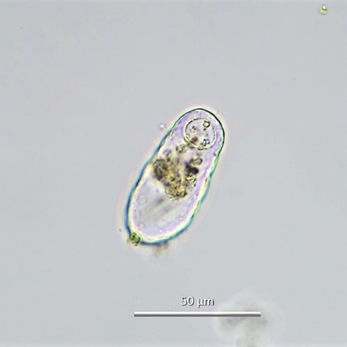 Trinema enchelys · iNaturalist