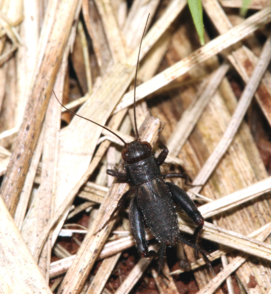 Ground Crickets in October 2018 by juliegraham173 · iNaturalist