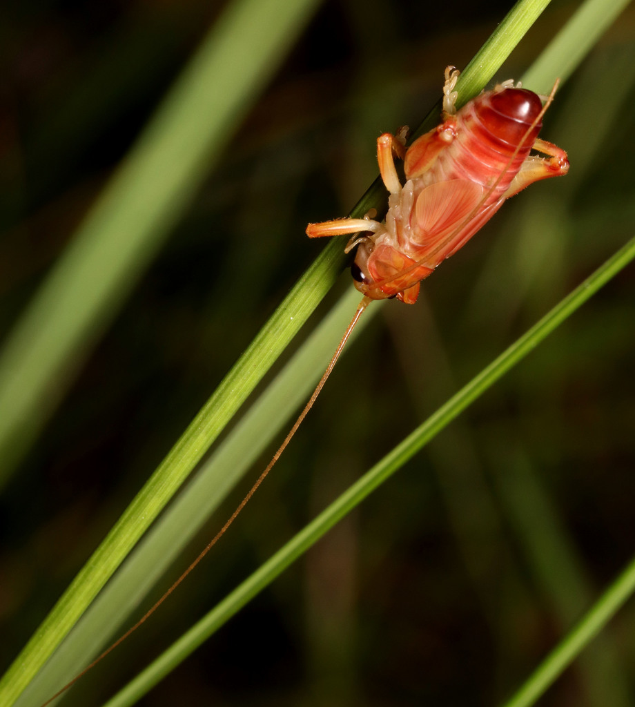 Raspy Crickets in October 2020 by juliegraham173 · iNaturalist