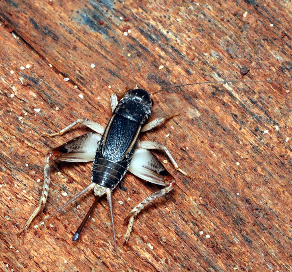 Field Crickets in October 2020 by juliegraham173 · iNaturalist
