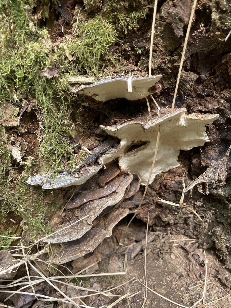 Heterobasidion annosum (hongos y líquenes FACBA EJEMPLO) · iNaturalist
