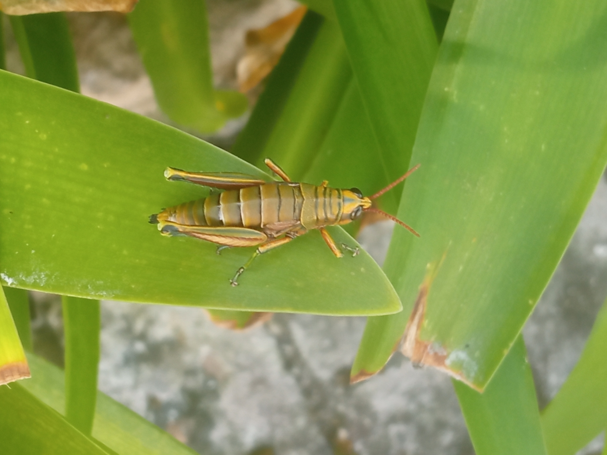 Agesander ruficornis Stål, 1878