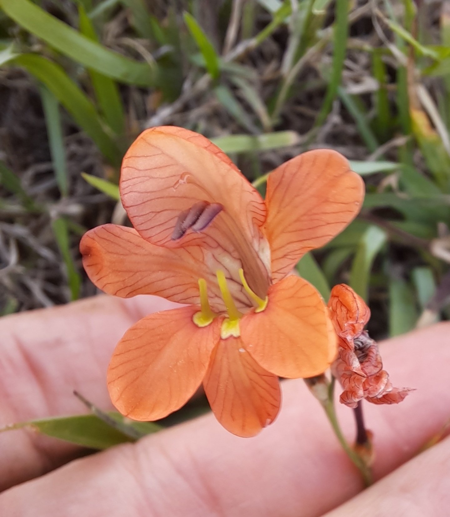 Tritonia laxifolia (Klatt) Benth. & Hook.f. ex Baker
