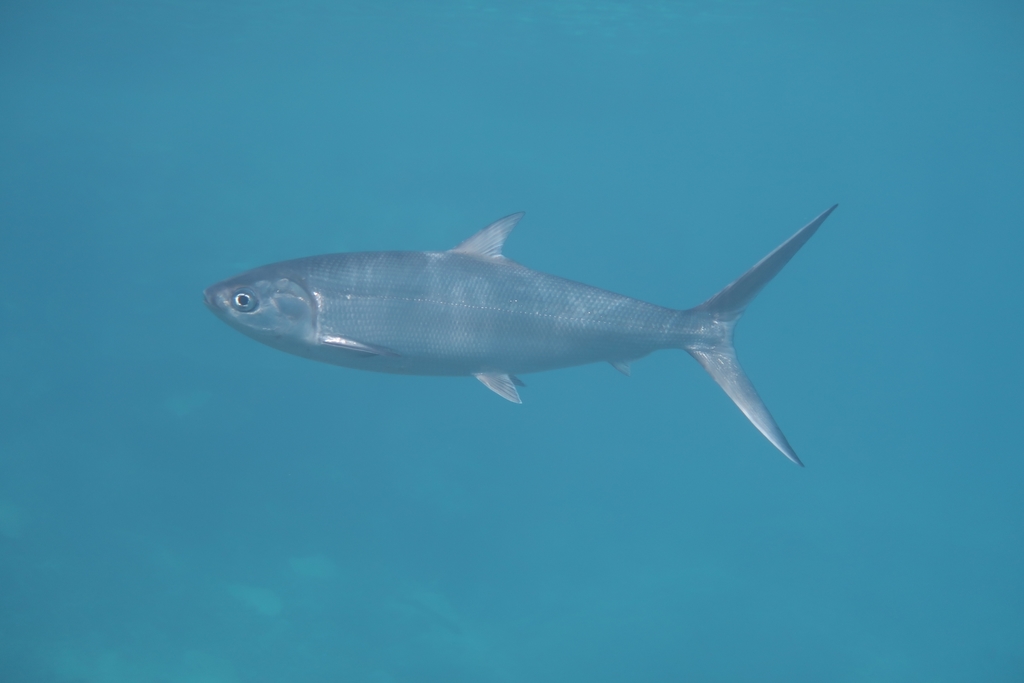 Poisson-lait (Guide des poissons osseux de Polynésie Française ...