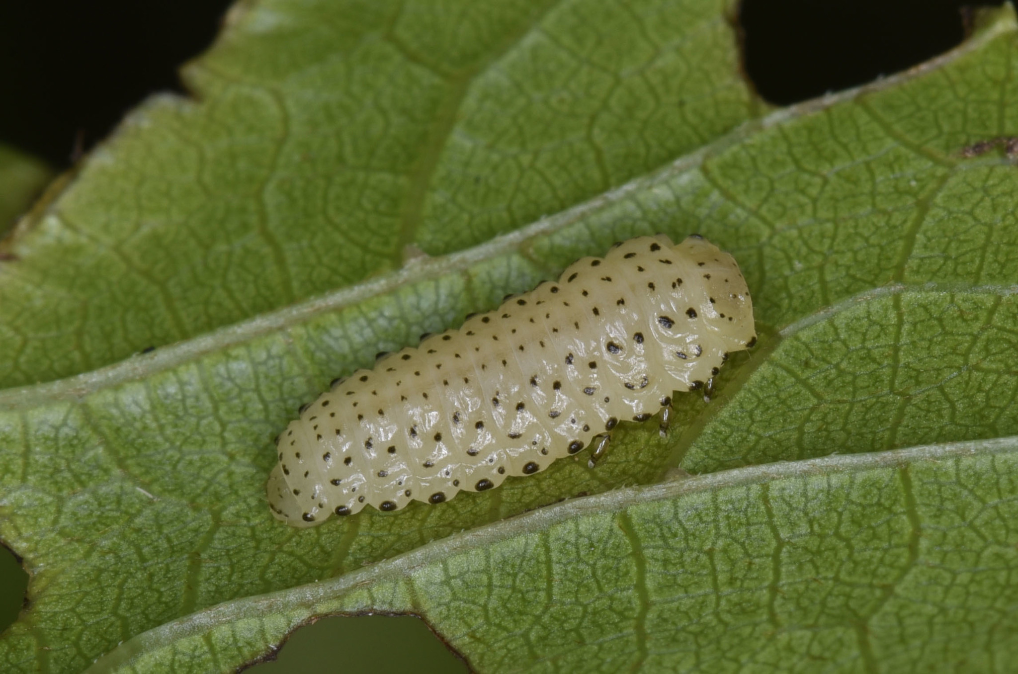 Oides maculatus (Olivier, 1807)