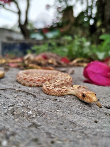 (Pituophis deppei deppei) - Snakes and Lizards