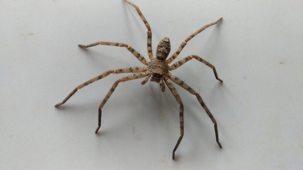 Pantropical Huntsman Spider from 552台灣南投縣集集鎮民生東路20-38號 on November 01 ...