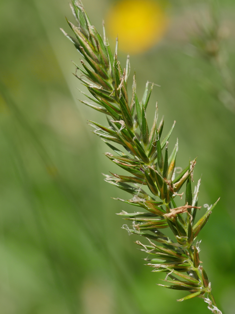 sweetgrasses (Poaceae (Grass) of the Pacific Northwest) · iNaturalist