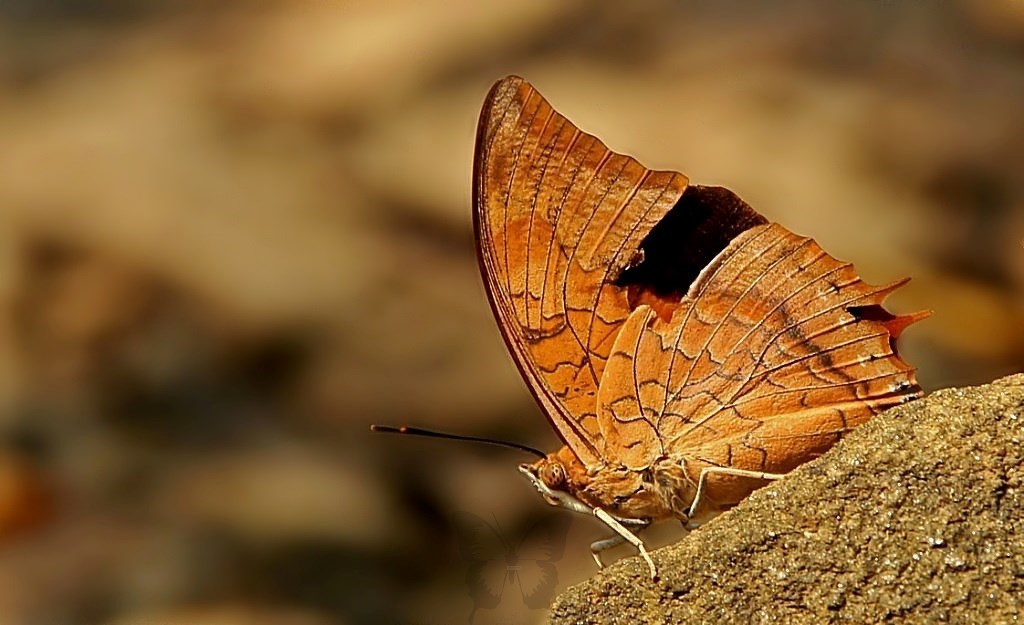 Plain Tawny Rajah (Butterflies of Maharashtra) · iNaturalist