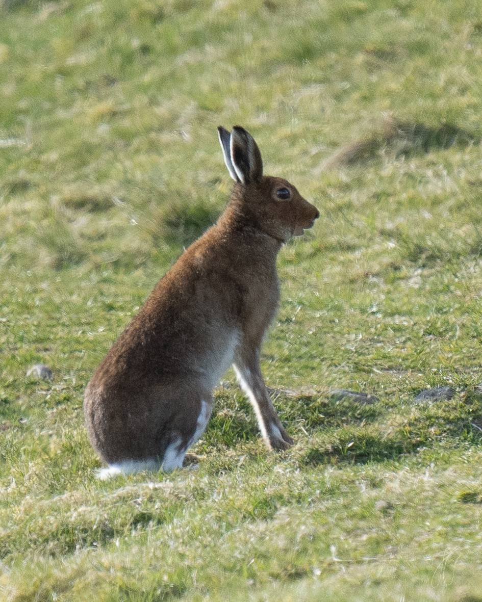 Lepus timidus hibernicus Bell, 1837