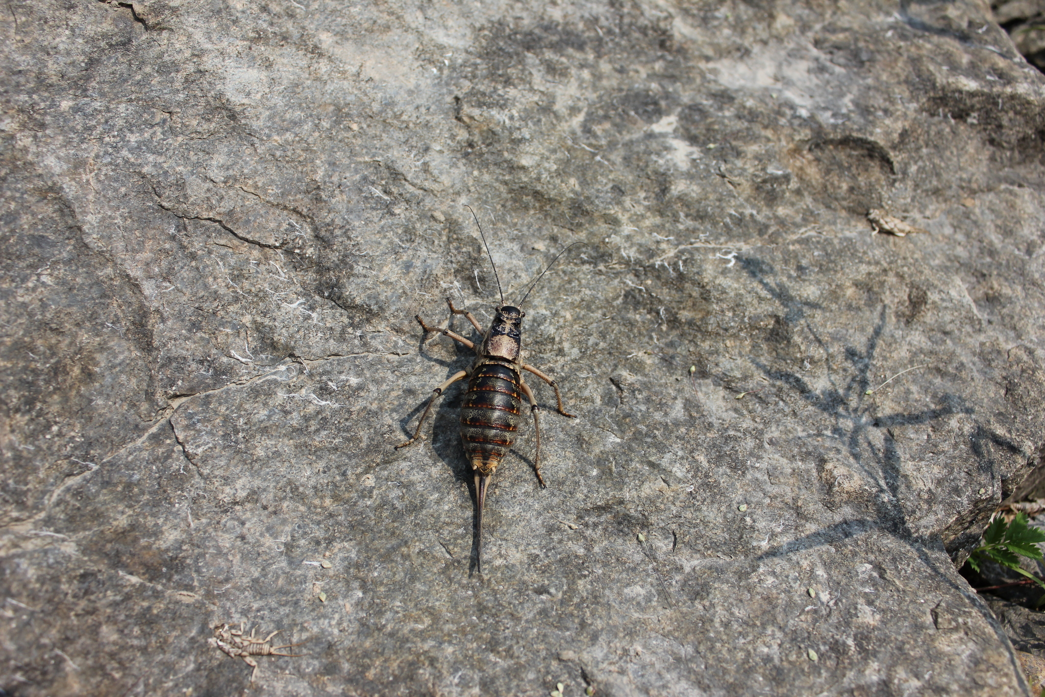 Deracantha Fischer von Waldheim, 1833