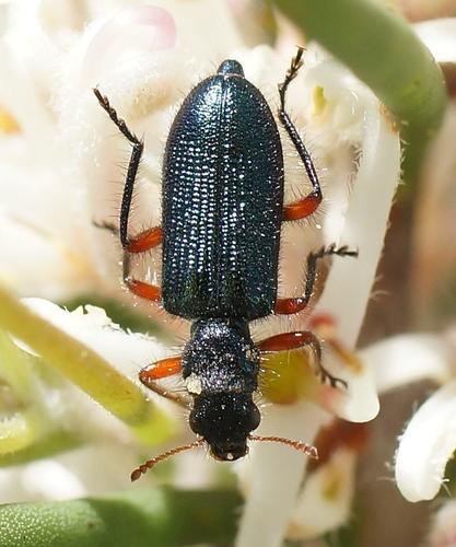 Phlogistus cribratus · iNaturalist Australia