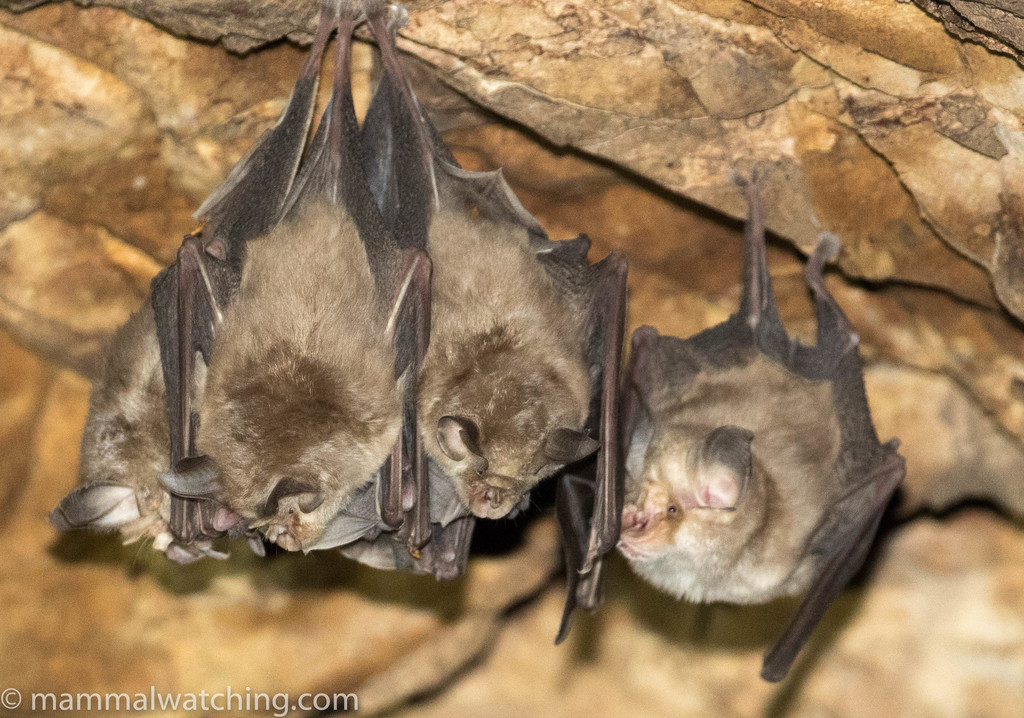 Dent's horseshoe bat from Hosea Kutako Airport District, D1808, Namibia ...