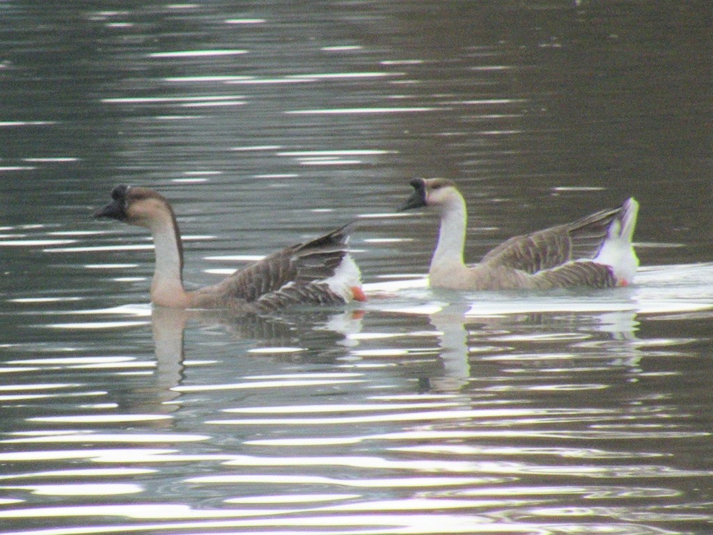 Swan Goose from McGovern Lake, Houston, TX 77030, USA on December 18 ...