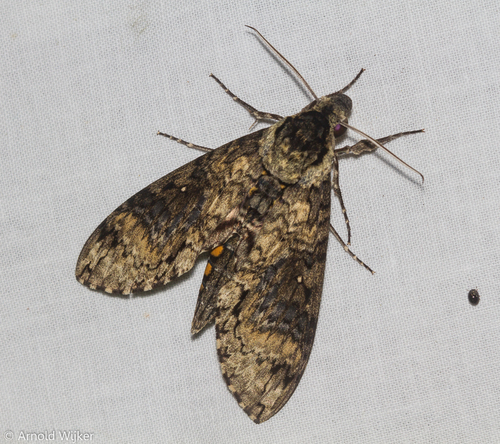 Manduca clarki · iNaturalist