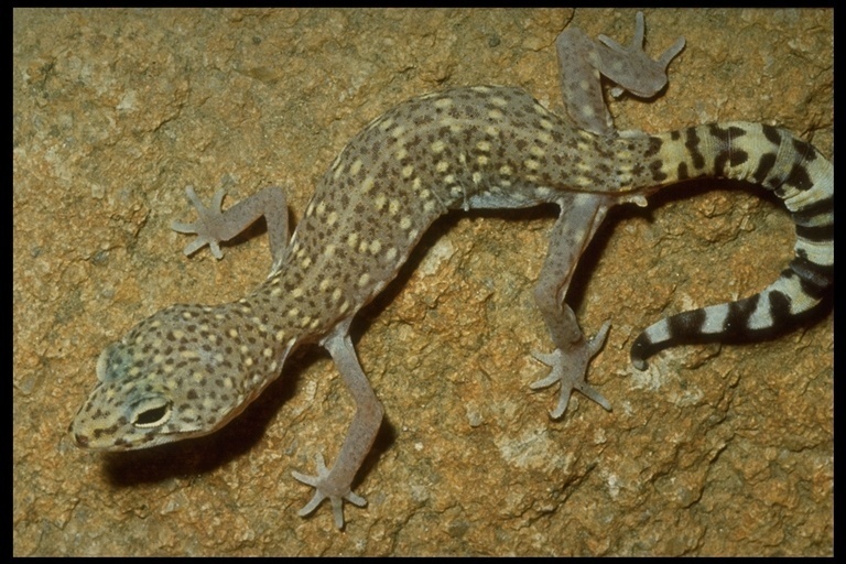 Switak's banded gecko (Southern California Reptiles and Amphibians ...