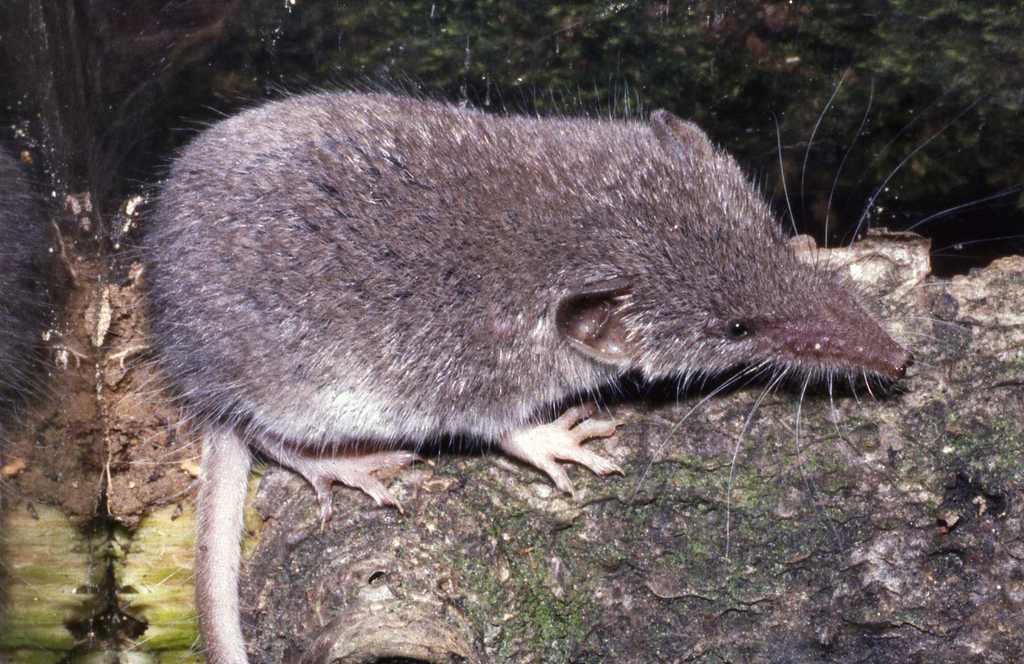 Lesser White-toothed Shrew from Jersey Zoo, Trinity, Jersey on March 09 ...