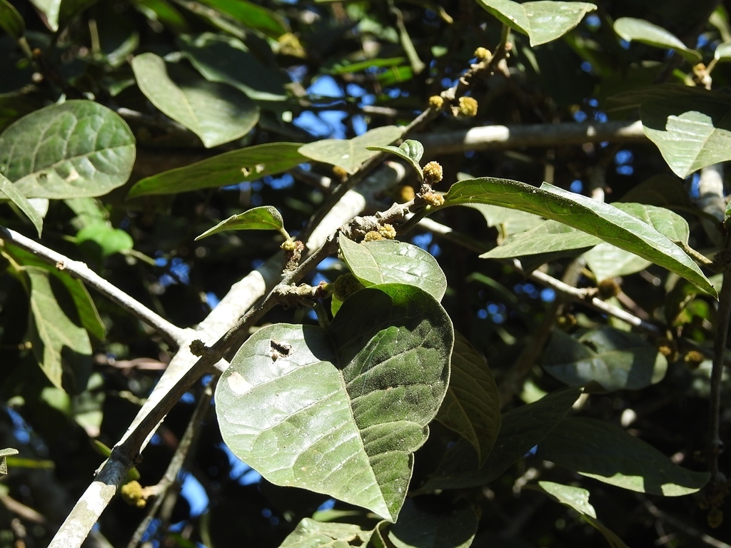 Pisonia donnellsmithii Heimerl ex Standl.