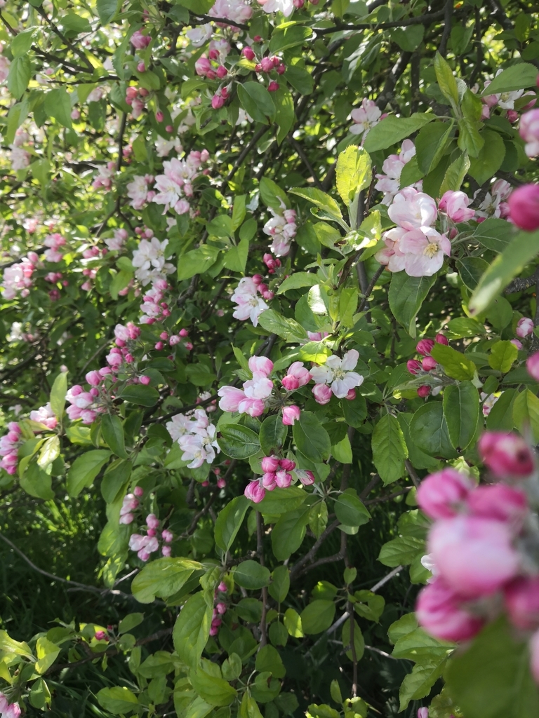 apple from Southport PR9 9YL, UK on 01 May, 2021 at 03:19 PM by Maurice ...