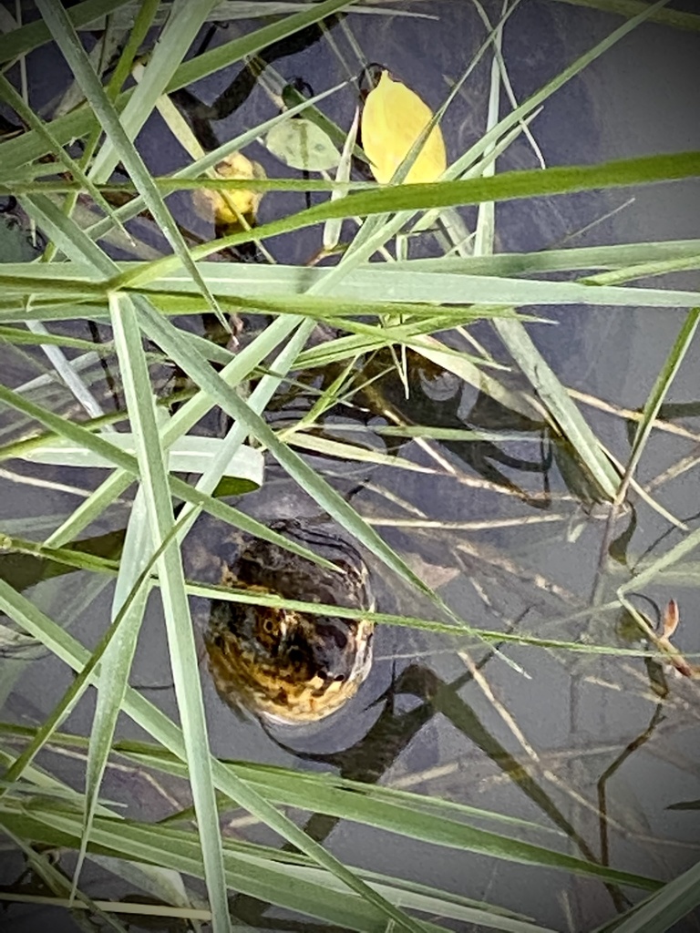 Yellow-headed Temple Turtle in April 2021 by suntareerushchano ...