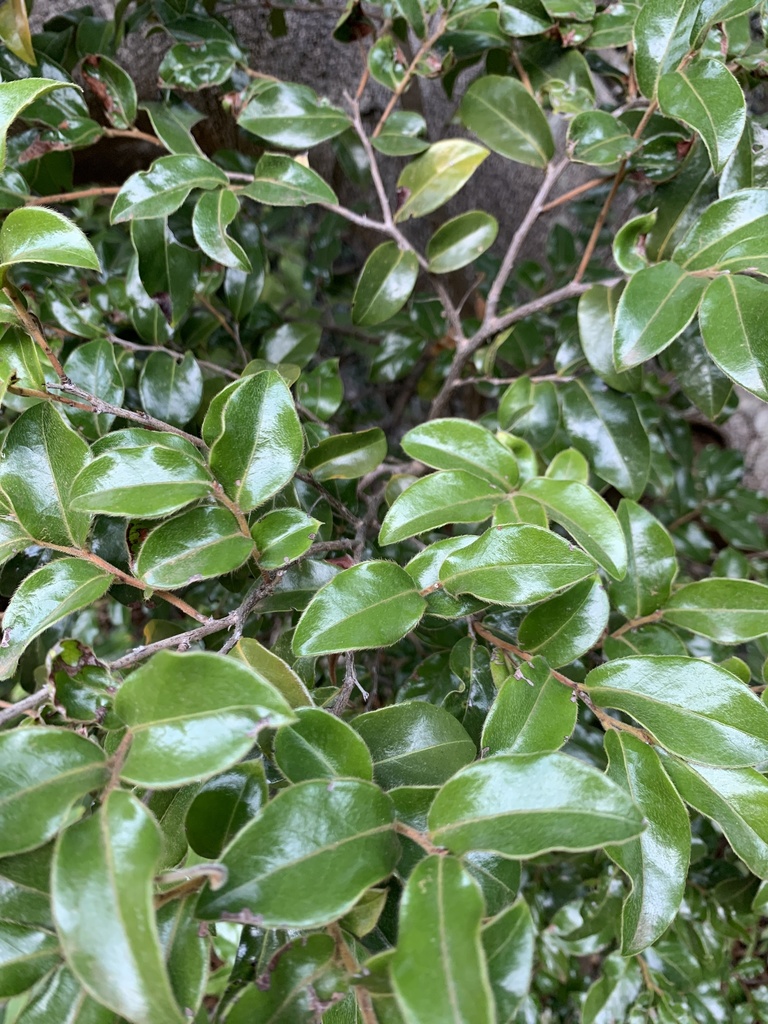 Bladder Nut (Knysna - Locally Indigenous Trees Available in the Trade ...