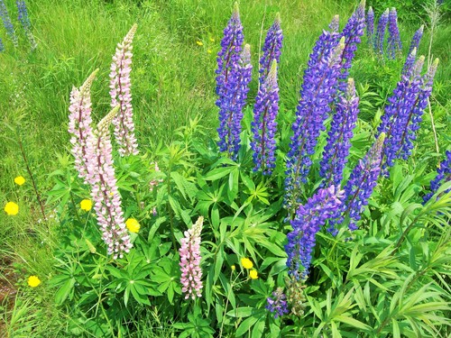 broadleaf lupine (Plants of Bend/Sisters Area Oregon, USA ...