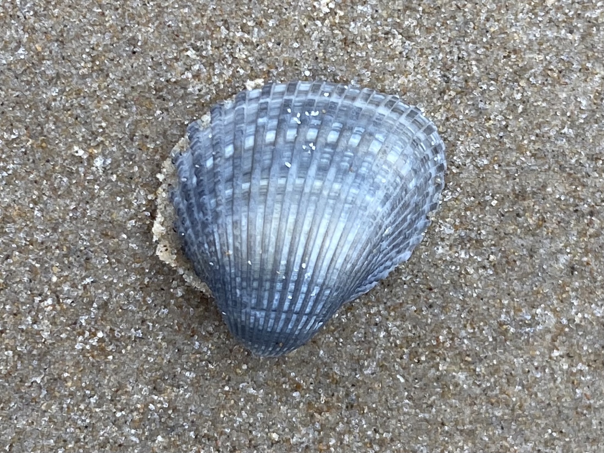 Anadara chemnitzii (Philippi, 1851)