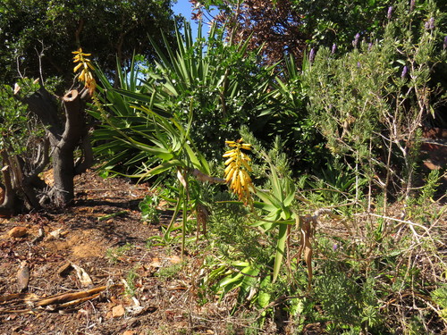 Fence Aloe (Variety Aloiampelos tenuior tenuior) · iNaturalist