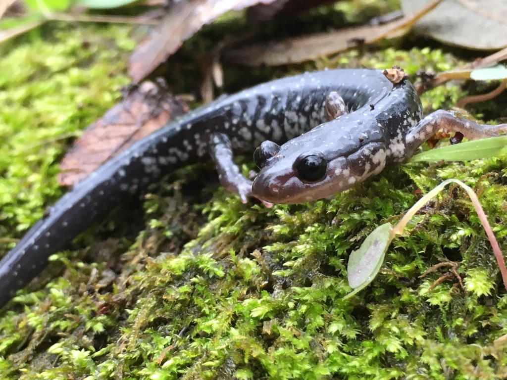 Western Slimy Salamander from San Marcos, TX 78666, USA on December 19 ...