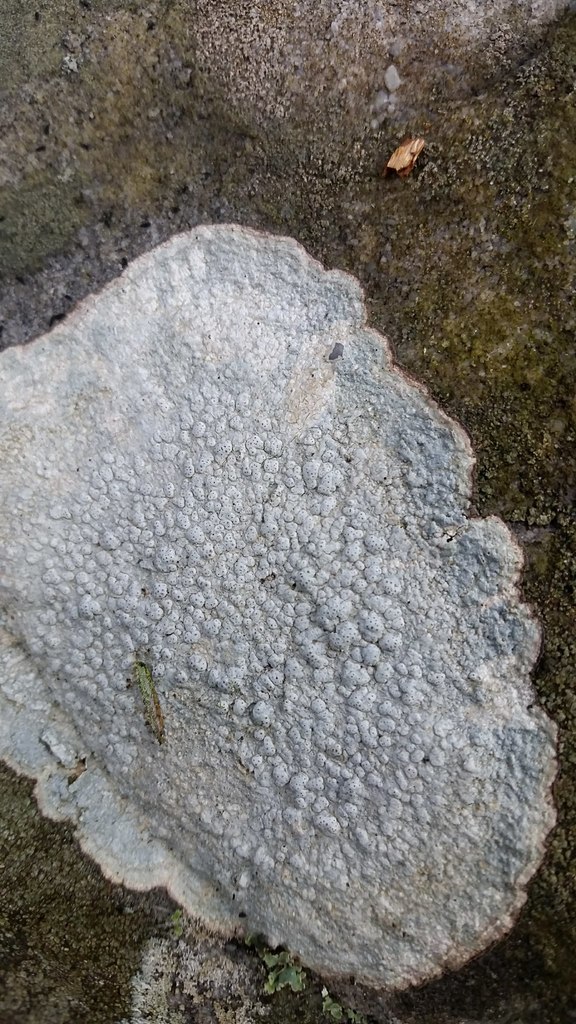 Rock Wart Lichen from ohiopyle on December 16, 2017 by Chris Poling ...