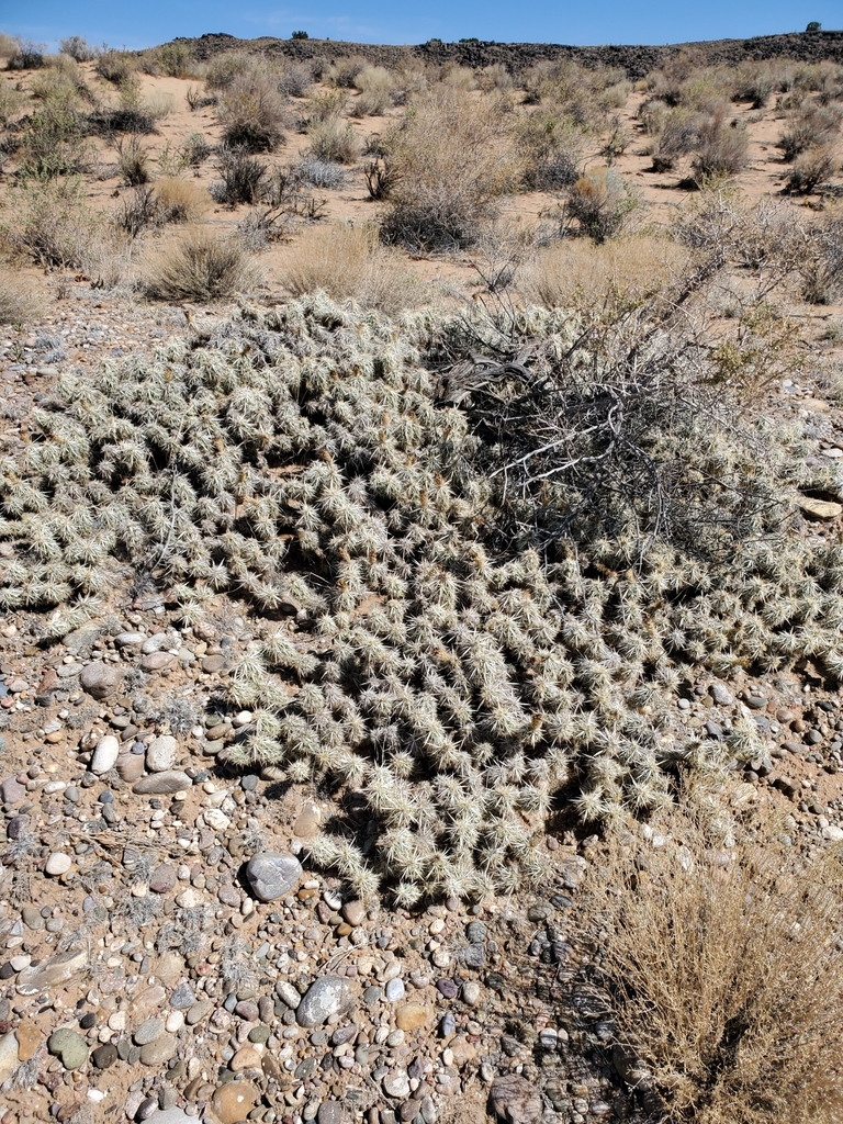 Club-cholla from Paradise Hills Civic, Rio Rancho, NM, USA on May 01 ...