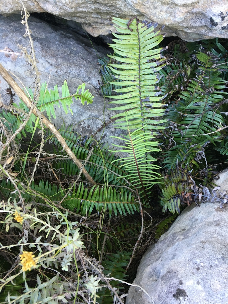 Broad Sword Fern from Table Mountain National Park, ZA-WC-CT, ZA-WC, ZA ...
