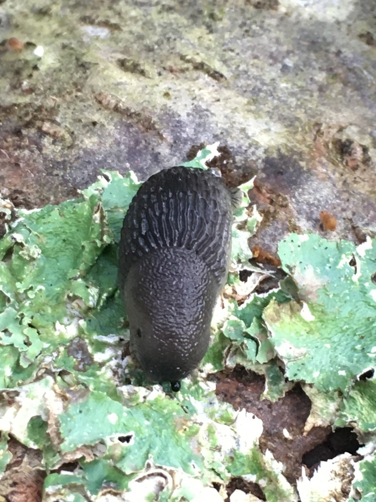 Arion Slugs from 20 Ave, Surrey, BC, CA on May 1, 2021 at 09:49 AM by ...