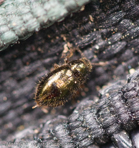 Lioligus nitidus · iNaturalist