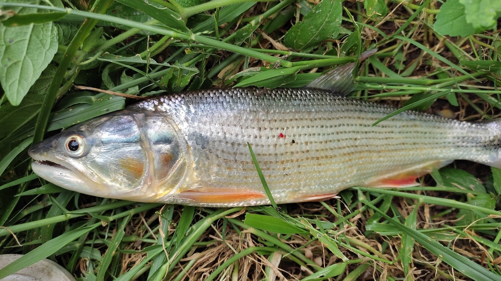 Dorado colombiano (Fauna y flora del Quindío) · iNaturalist