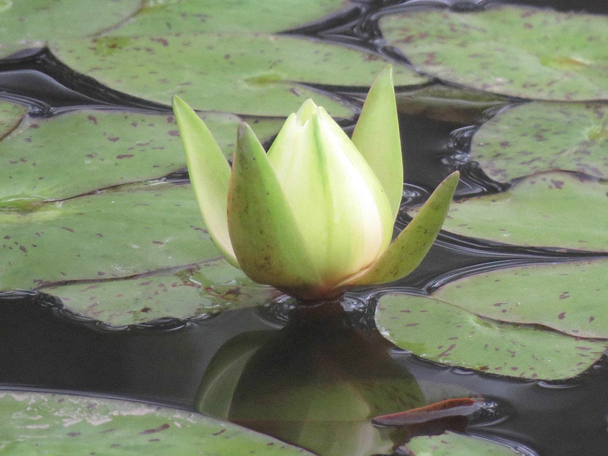 Nymphaea amazonum Mart. & Zucc.